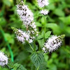 Mentha arvensis L | Hang Xanh